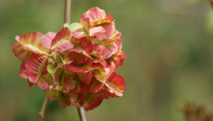 Thunder God Vine: A Powerful Discovery for Pancreatic Cancer Patients ...